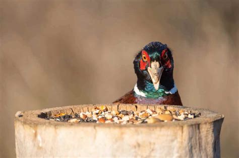 5 Bird Feeder Types To Avoid At All Costs