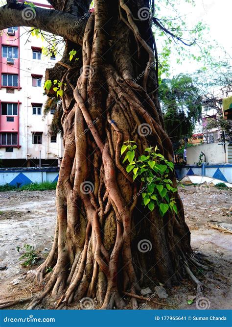 The Pipal Tree Stock Image 33364267
