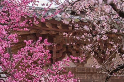 2025 봄꽃축제 추천 전국 개화시기 And 양산 통도사 홍매화 광양매화축제 등 일정 총정리 팬마음 커뮤니티