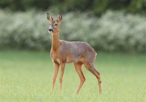 Roe Deer Facts Behavior Habitat Diet Pictures And More