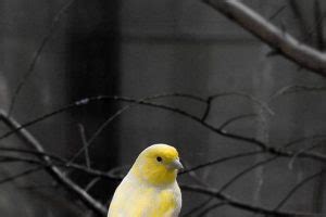 DevSecOps Canary Deployment Pattern Blogs Perficient