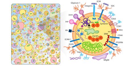 An Article To Understand The Basic Background Of Exosome Research Creative Biolabs Exosome Blog