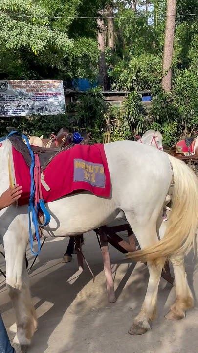 HORSEBACK RIDING: WRIGHT PARK BAGUIO CITY,PHILLIPPINES - YouTube