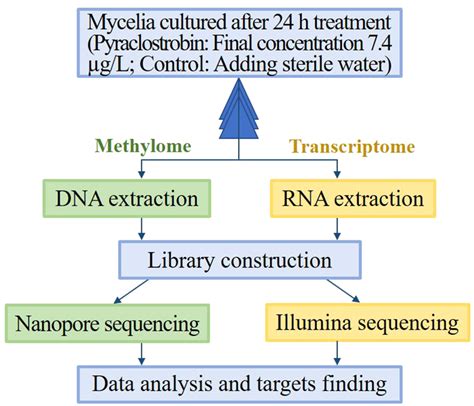 Schematic Overview Of The Methyl Seq And Rna Seq Protocol Mycelia
