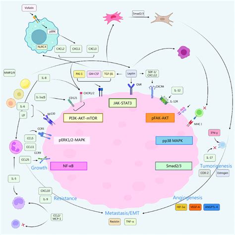 Summarized Potential Inflammatory Pathways That May Be Involved In Download Scientific Diagram