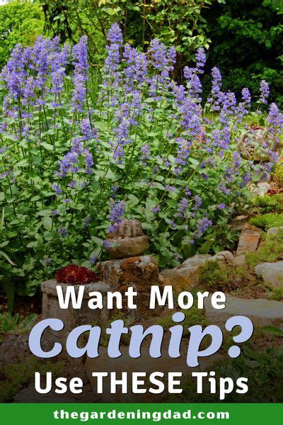 How To Grow Catnip 10 Easy Tips Growing Catnip Garden Gardening For Beginners How To Grow Catnip 10 Easy Tips Growing Catnip Garden Gardening For Beginners