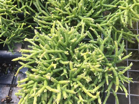 Trailing Coral Cactus Rice Cactus Vinland Valley Nursery