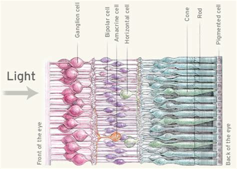 Retinal Ganglion Cells Calculate Color