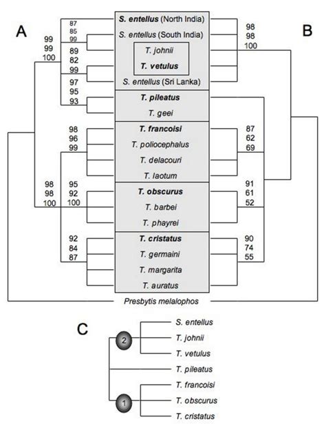 Phylogenetic Relationships Among Semnopithecus And Trachypithecus Download Scientific Diagram