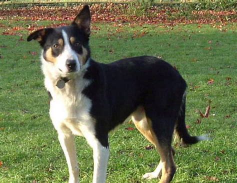 Mcnab Dog Breed History At Gabrielle Upton Blog