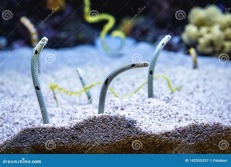 Garden Eels Aquarium Spotted Garden Eels Care Guide Habitat Diet