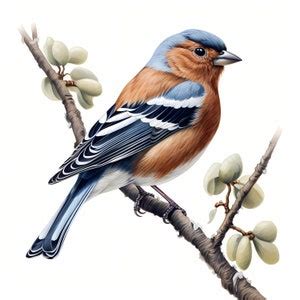 Chaffinch Watercolor Clipart Bundle Colorful Chaffinch Set Nursery