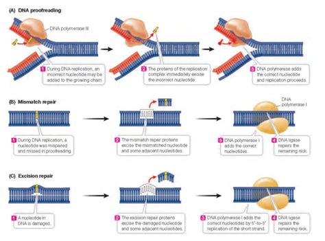Ch 13 Bio Final Exam Diagram Quizlet