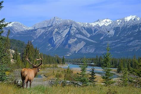 What Are The Differences Between Moose And Elk WorldAtlas Com