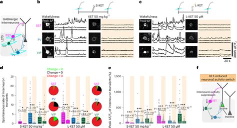 Systemic And Local Ket Suppresses Activity In S1 Interneuron Download Scientific Diagram