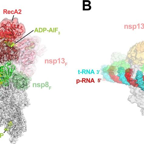 Rtc Scaffold And Cryo Em Processing Pipeline For Nsp13 Rtc A Rtc Download Scientific Diagram