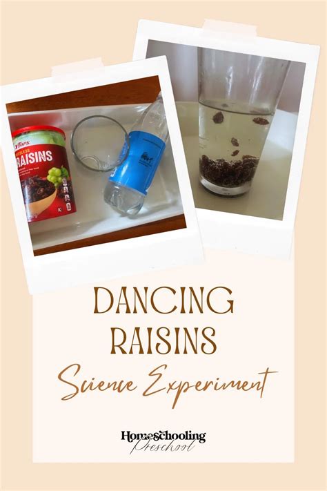 dancing raisins science experiment homeschooling preschool