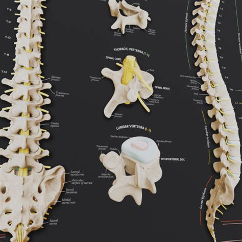 The Vertebral Column Poster Designed By Kirografiks