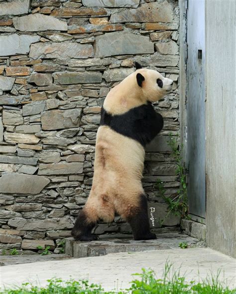더쿠 다리길이로 승부하는 판다 푸바오