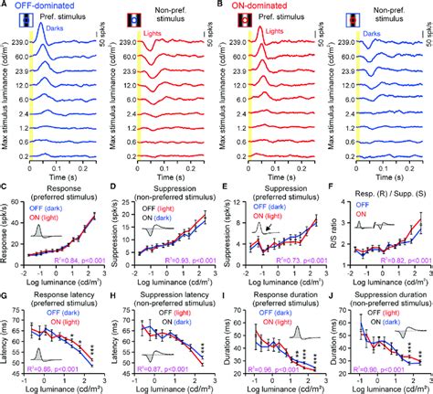 Increasing Retinal Illumination Makes Cortical Responses Stronger