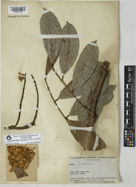 Lonchocarpus Spiciflorus Mart Ex Benth Plants Of The World Online