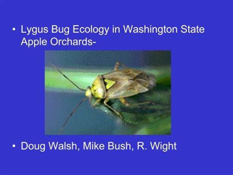 Lygus Bug Ecology In Washington State Apple Orchards Doug