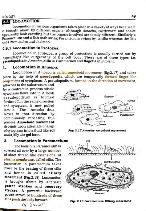 Solution Locomotion Protozoa Amoeba Paramecium Euglena Animalia Jelly