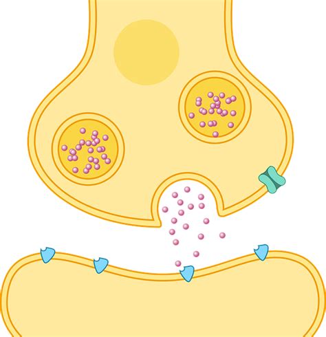 Neurotransmitters Definition Types And Functions