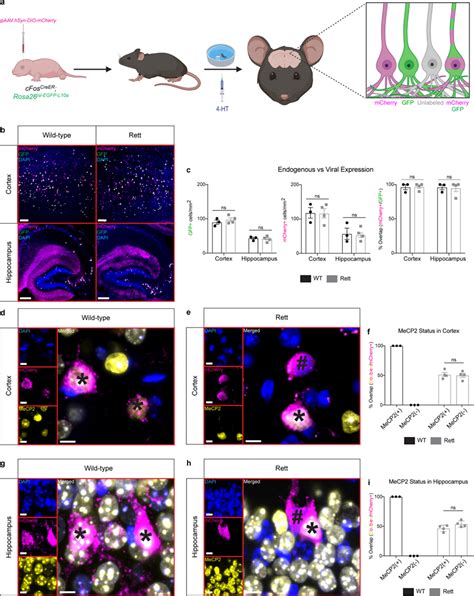 Presymptomatic Training Mitigates Functional Deficits In Rett Syndrome Mice Pmc