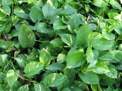 Scindapsus Aureus Kertlap Kertészeti Magazin And Kertészeti Tanfolyamok