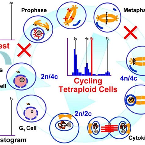 Mitosis Cycle And Dna Ploidy Patterns In Adrenocortical Proliferative Download Scientific