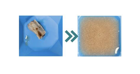 Homogenization Of Formalin Fixed Umbilical Cord And Placenta Tissues Using The Omni Thq