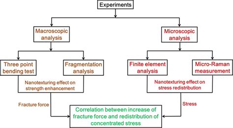 Illustration Of The Systematic Investigation Performed To Elucidate The