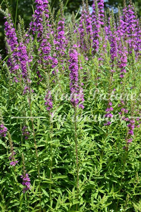 Lythrum Salicaria E Plant Pictures