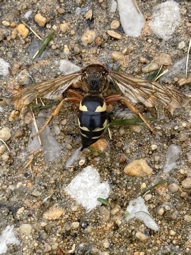 Cicadakillerwasp Object Detection Dataset By Cicada Killer Wasp