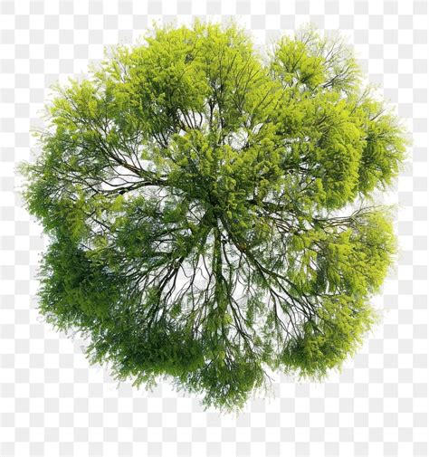 Png Lush Green Tree Canopy Free Png Rawpixel