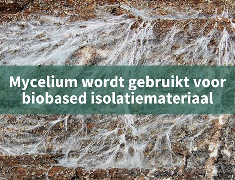 Mycelium Natuurlijk En Aards