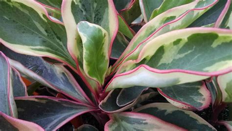 Peperomia Ginny Care And Propagation Rainbow Peperomia Homes Pursuit