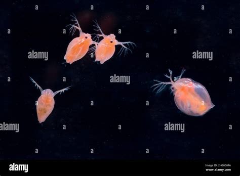 Daphnia Magna Daphnia Magna In Red Colouration By Bacterium