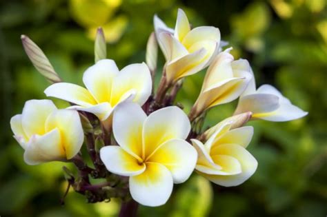 10 ყველაზე ლამაზი ყვავილი მსოფლიოში