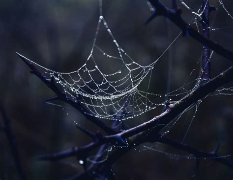 The Dark Web The Land Of Hidden Services