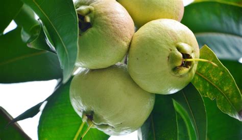 Syzygium Jambos