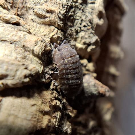 Barnadillo Barnardi X5 Isopod Farms