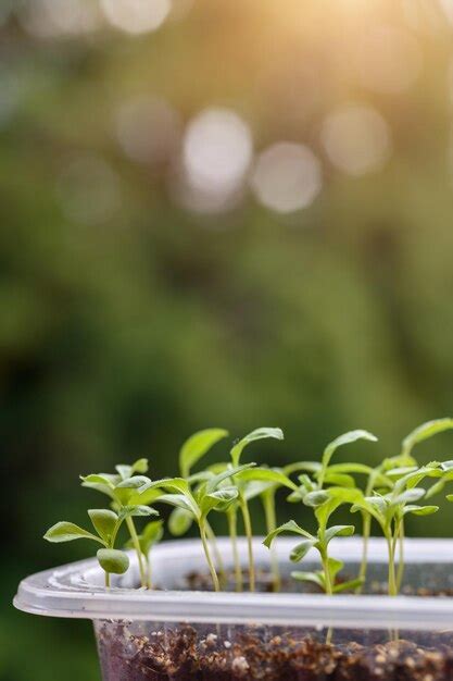 Premium Photo Young Aster Seedlings Growing In A Propagation Tray