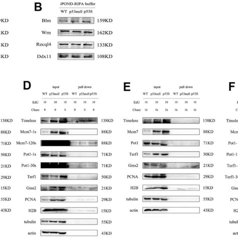 The Modified Ipond Assay Revealed That The P53s Promoted The Dna