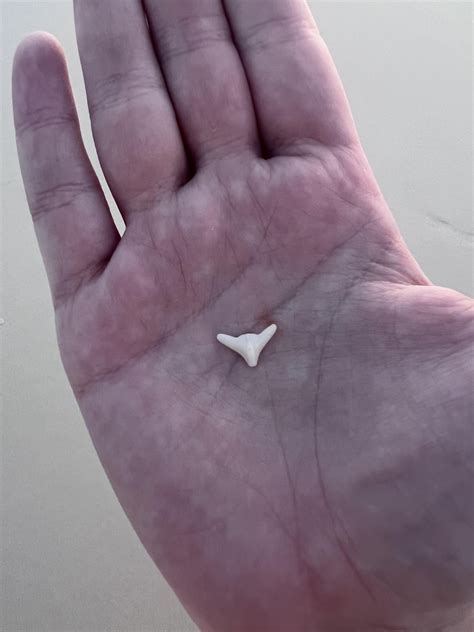 Is This A Marine Animal Tooth Rshells