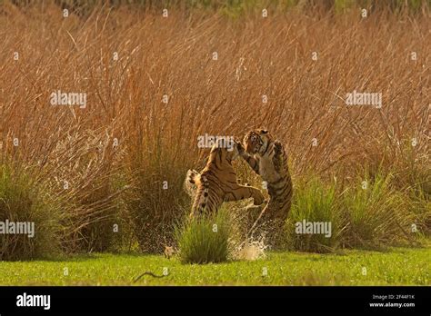 Two Royal Bengal Tigers Playing Ranthambore National Park Wildlife