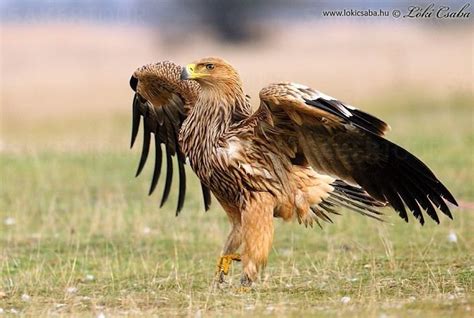 Eastern Imperial Eagle Alchetron The Free Social Encyclopedia