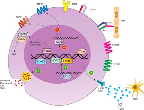 Figure 1 From Tissue Resident Memory T Cells In The Liver—unique