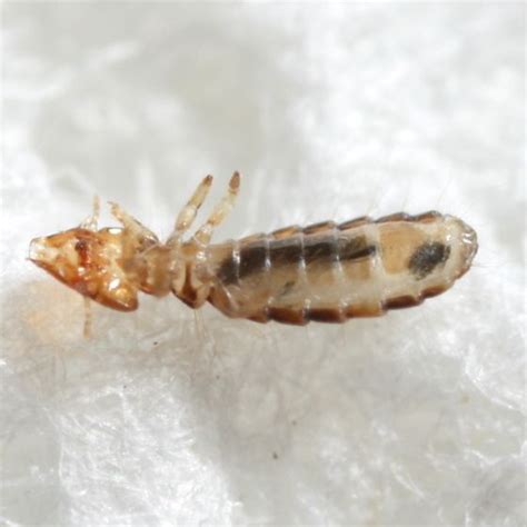 Bird Louse Alchetron The Free Social Encyclopedia